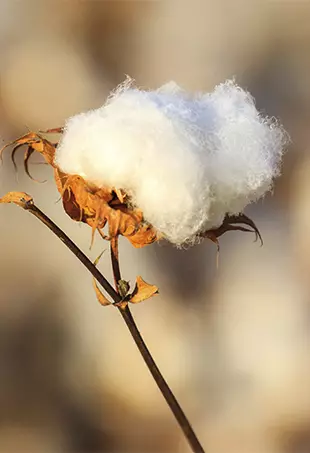 Mikä (ei) kasva takapihallasi? California Cottonilla on vaikea vuosi