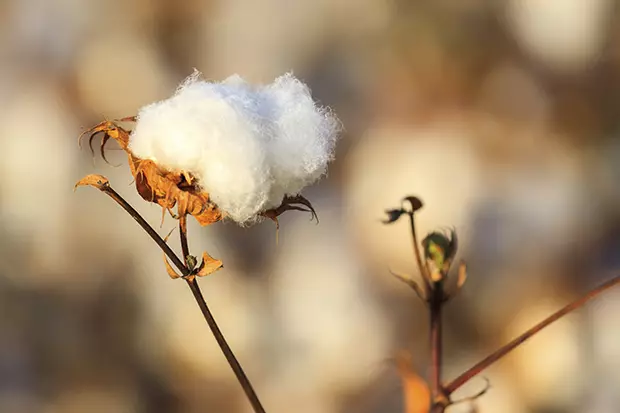 donje bud