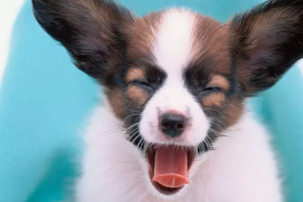 позіхання собаки